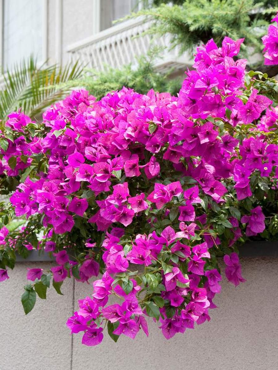 Buganvillas – Agrogama