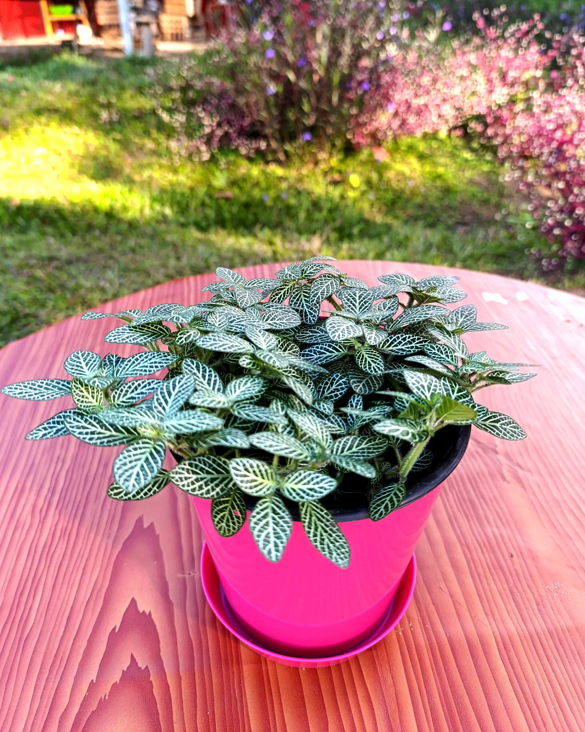 Planta de nervios – Agrogama