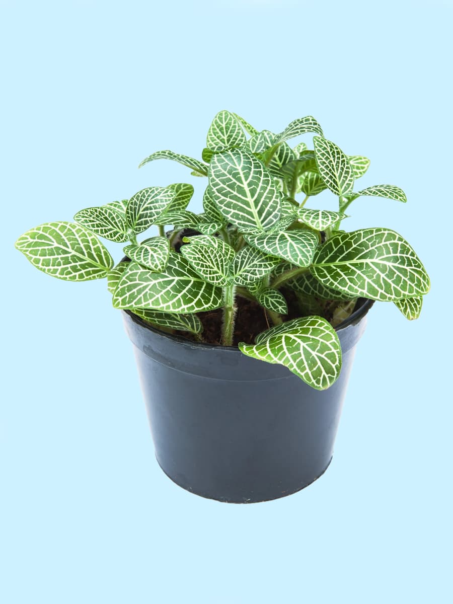 Planta de nervios – Agrogama